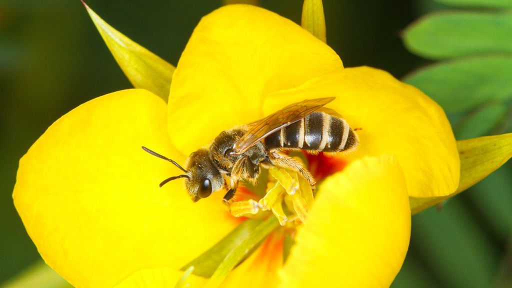 Life On Earth: Bee Diversity Vital For Healthy Ecosystems – MSR News Online