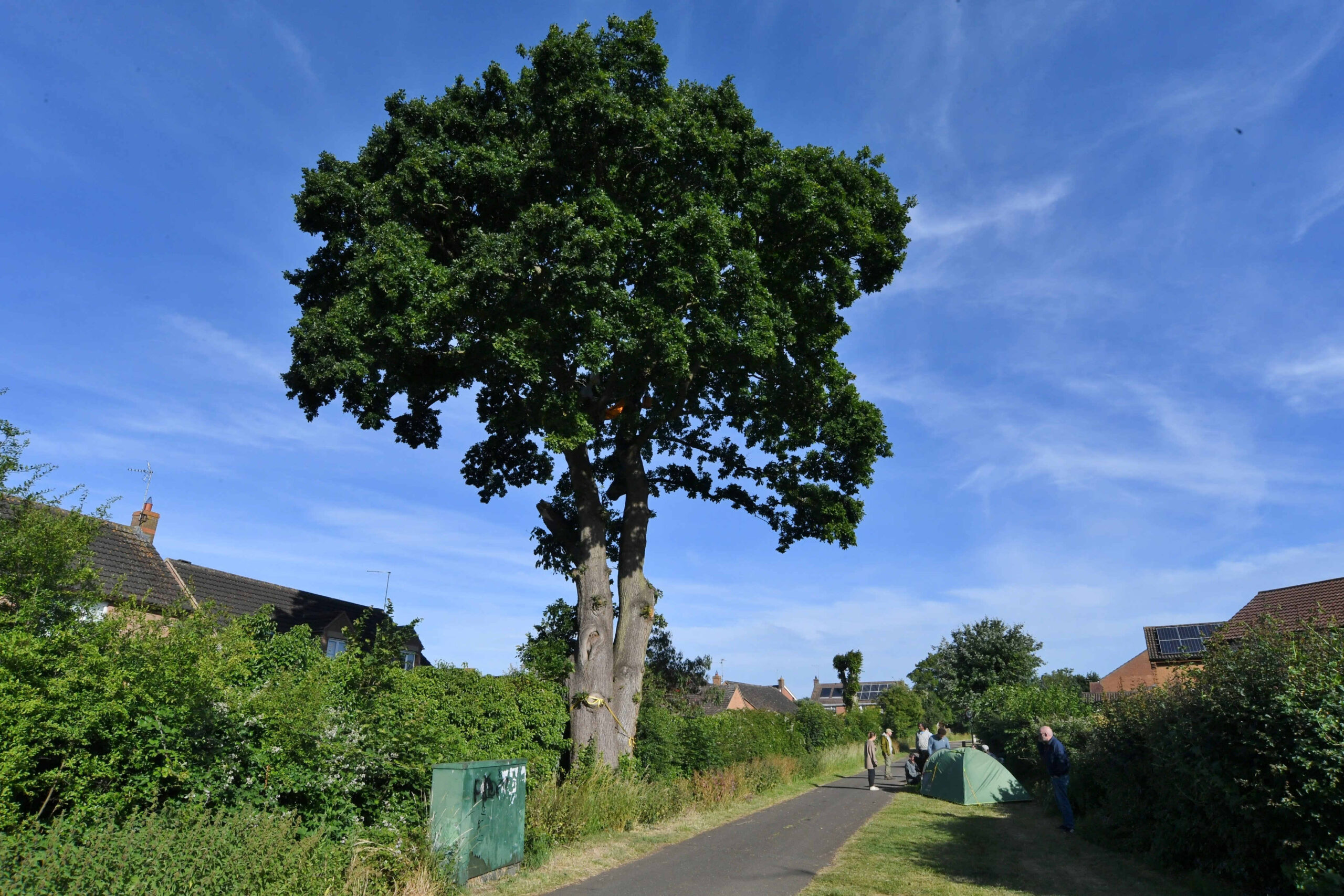 Tree Turmoil: Protester Halts Controversial Cutting Of 600-Year-Old Oak ...