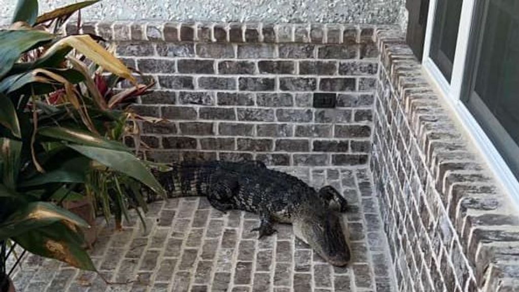 Gator Aid: Georgia Cop Releases Large Alligator Into River – Minnesota ...